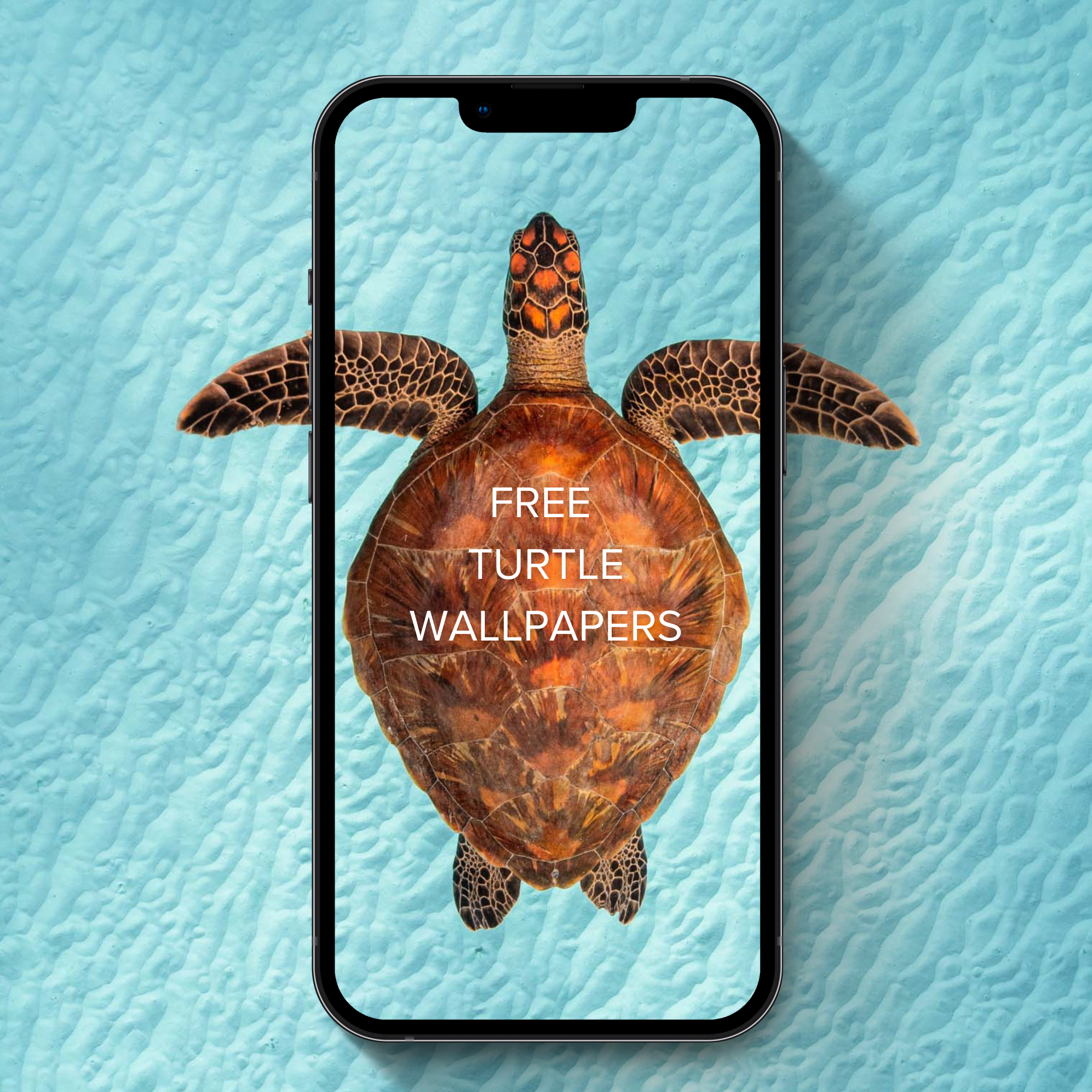 FREE Turtle Phone Wallpapers – Ross Long