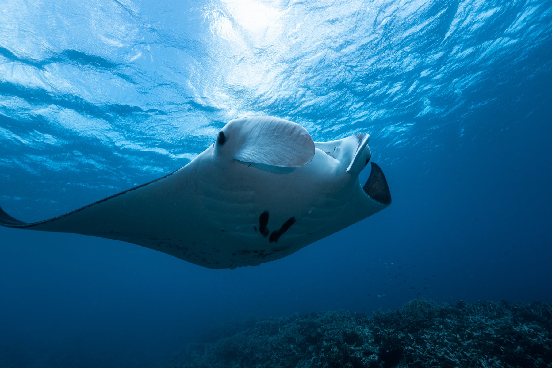 Lady Elliot Island Underwater Retreat - Manta Ray Season – Ross Long