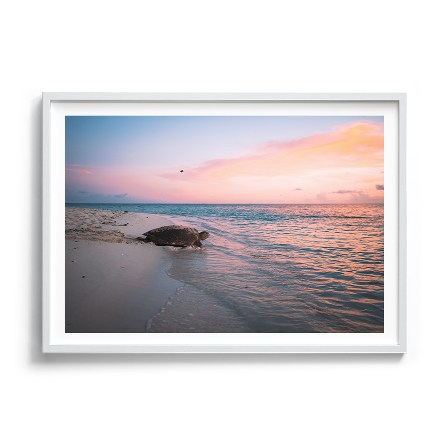 Green Sea Turtle’s Legacy: A Mother's Journey – Ross Long