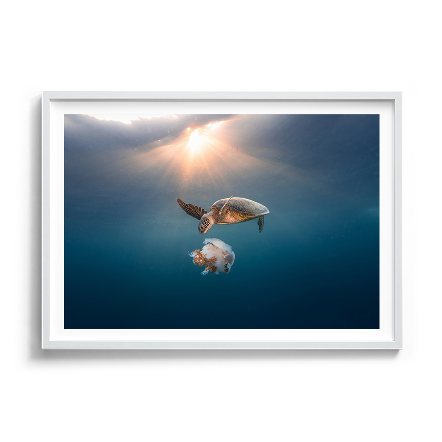 Green Sea Turtle's Twilight Delight – Ross Long