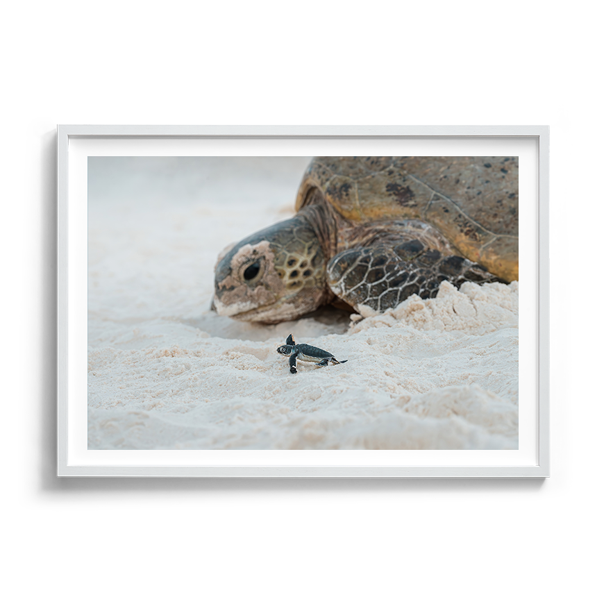 Green Sea Turtle Following the Tracks of an Elder – Ross Long